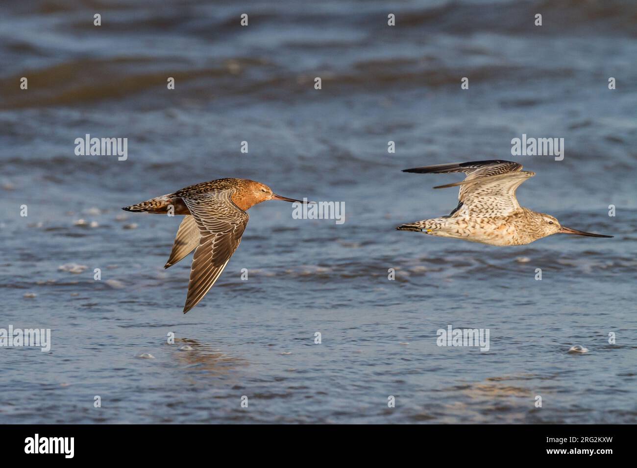 Rosse Grutto, Bar-tailed Godwit, Limosa lapponica on spring migration ...