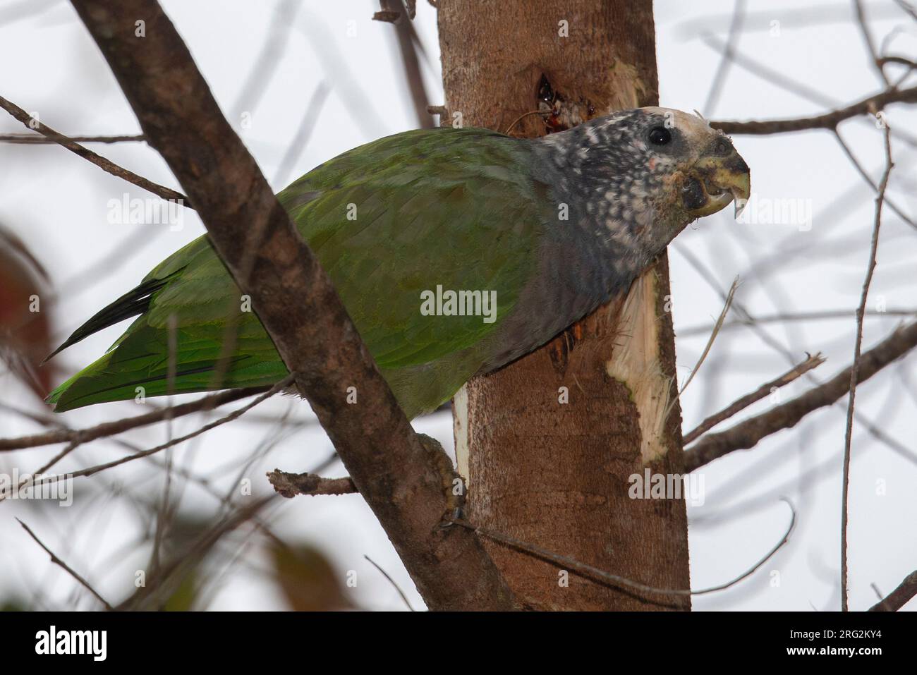 White-capped Parrot (Pionus seniloides) at Antioquia, Colombia Stock ...