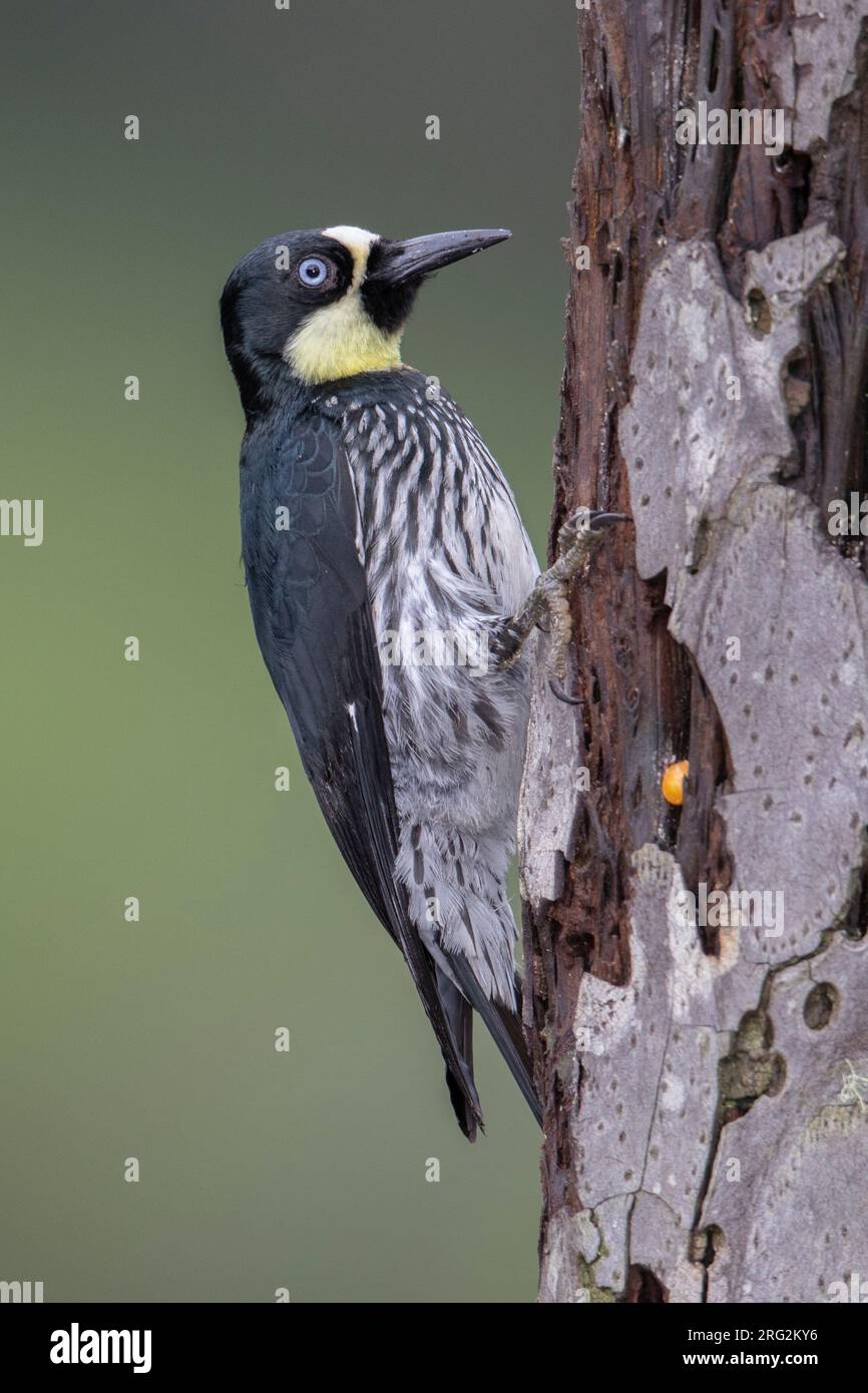 A female Acorn Woodpecker (Melanerpes formicivorus) at Jardin ...