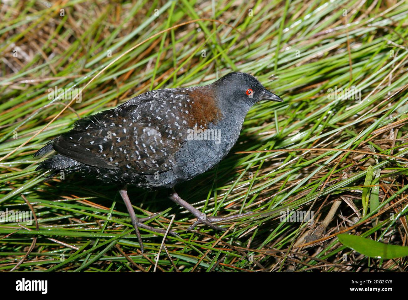 Adult male Black Rail (Laterallus jamaicensis) standing in a swamp ...