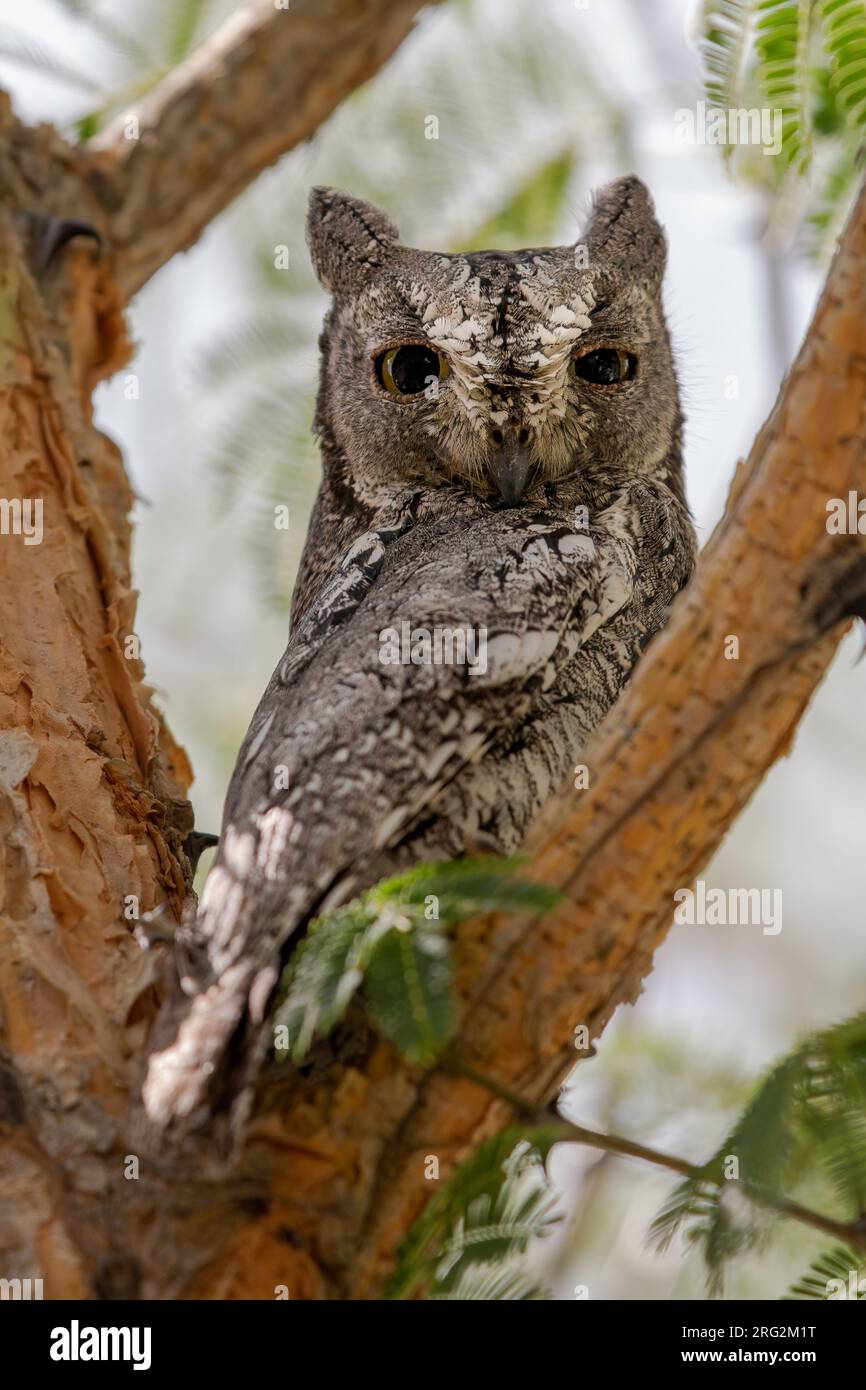 African Scops Owl resting in a tree in Etofha NP Stock Photo - Alamy