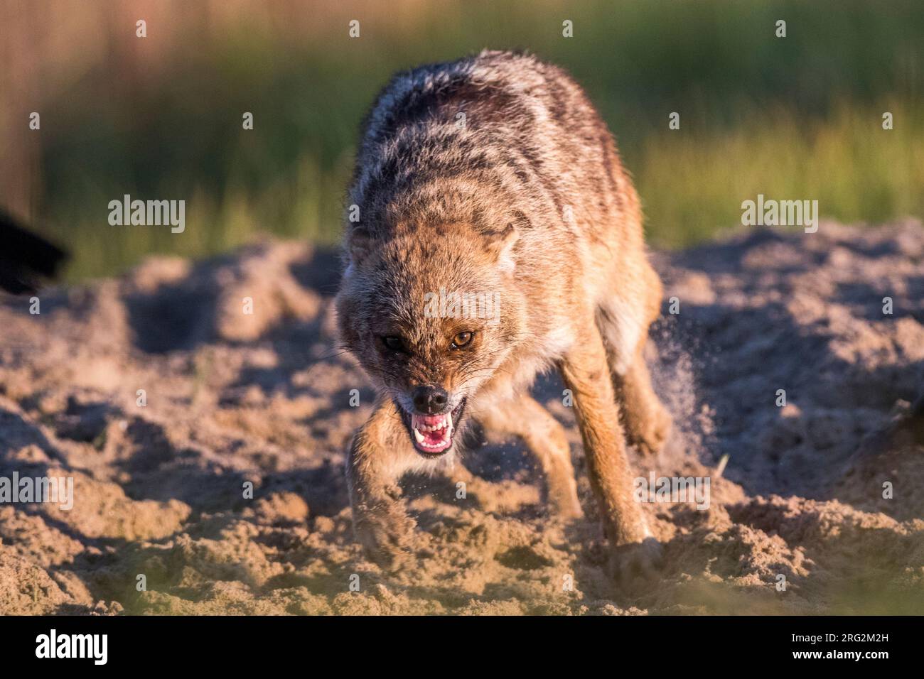Eurasian Golden Jackal (Canis aureus moreoticus) in the Danube delta in Romania Stock Photo - Alamy