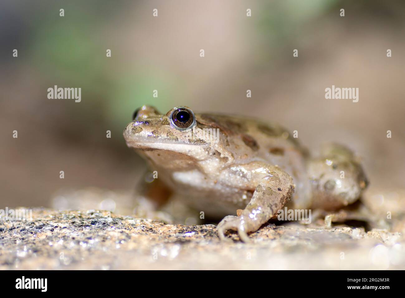 Discoglosse peint hi-res stock photography and images - Alamy