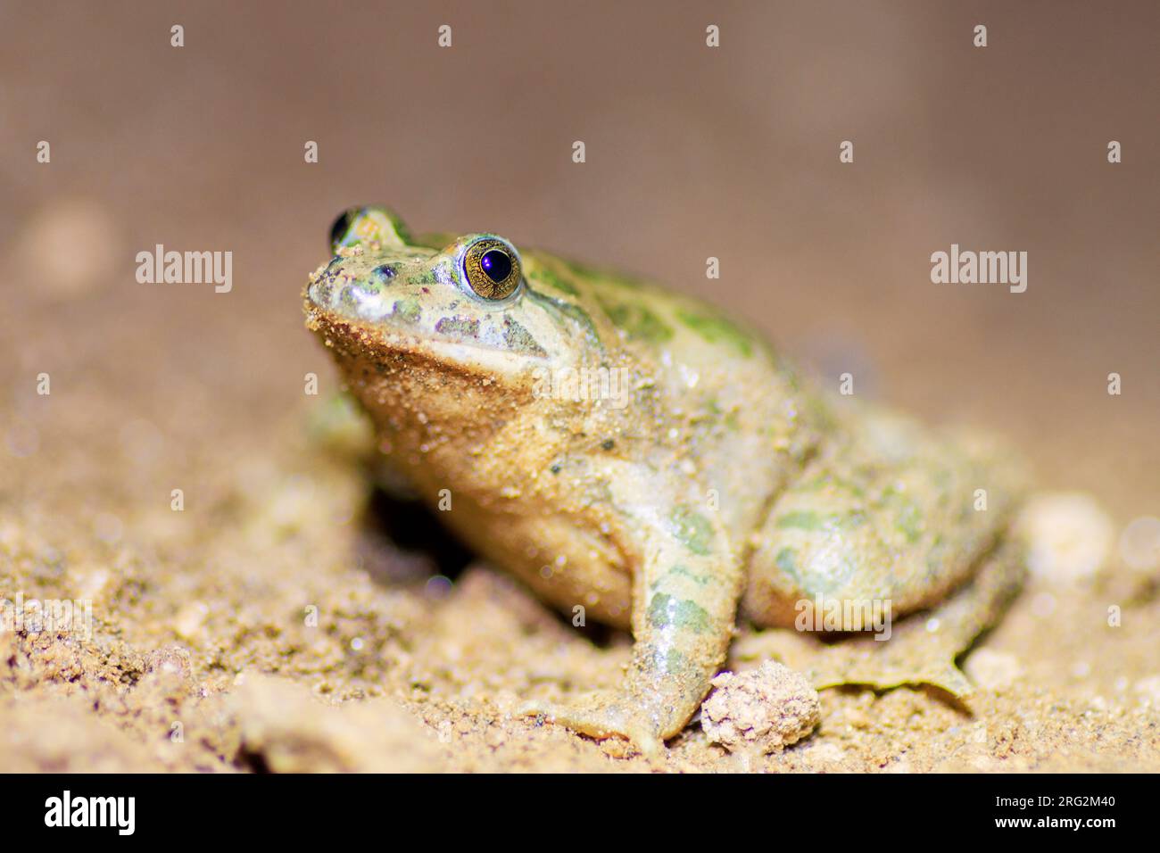 Painted Frog (Discoglossus pictus) taken the 25/04/2022 at Ramatuelle ...