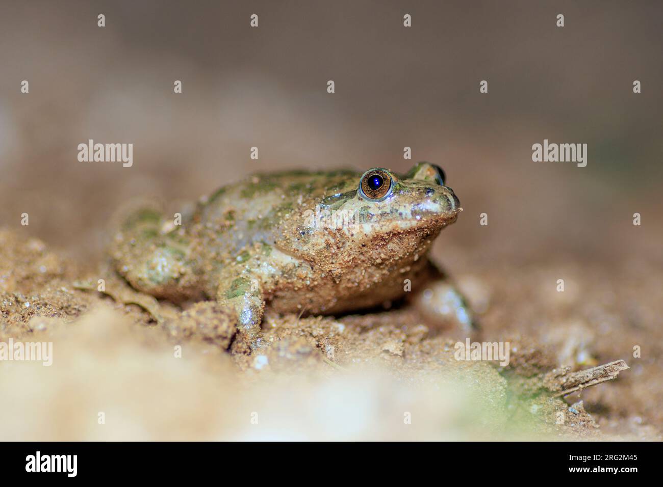 Painted Frog (Discoglossus pictus) taken the 25/04/2022 at Ramatuelle ...