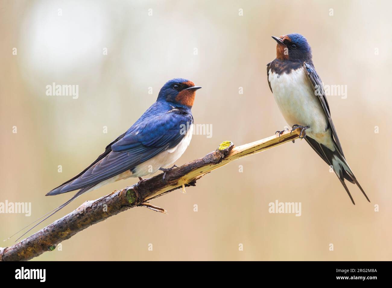 Boerenzwaluw, Barn Swallow Stock Photo - Alamy