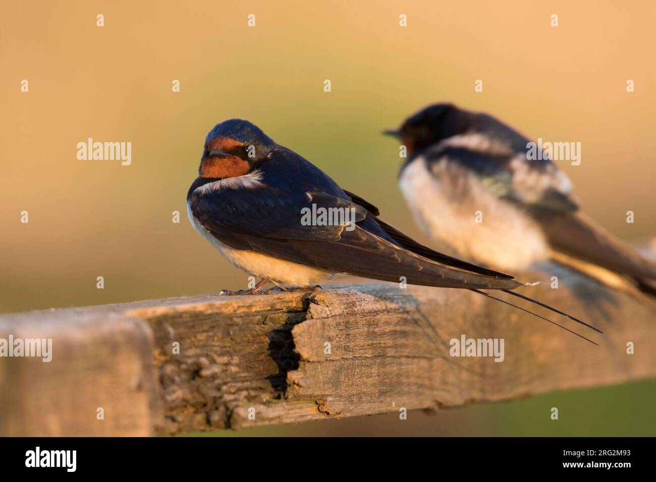 Barn Swallow - Rauchschwalbe - Hirundo rustica ssp. rustica, Hungary ...