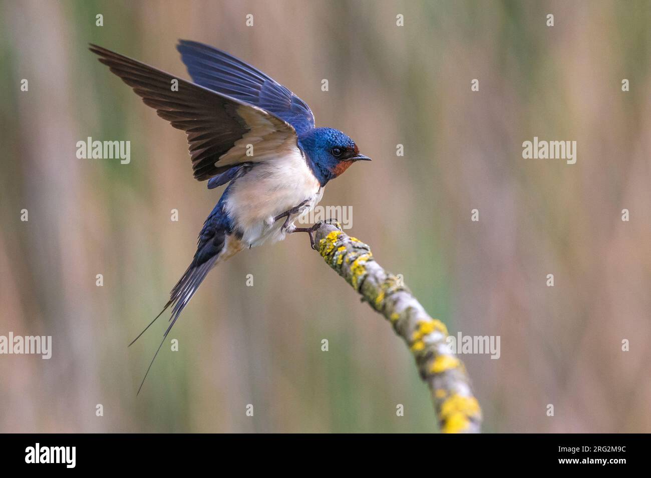Adult Barn Swallow (Hirundo rustica) balancing on a moss covered twig ...