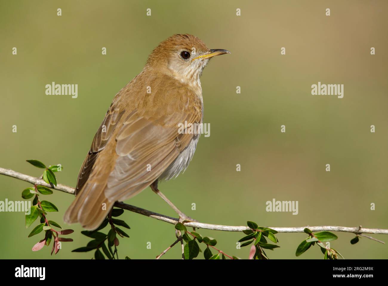 Adult Veery (Veery, Catharus fuscescens) Galveston Co., Texas, USA ...
