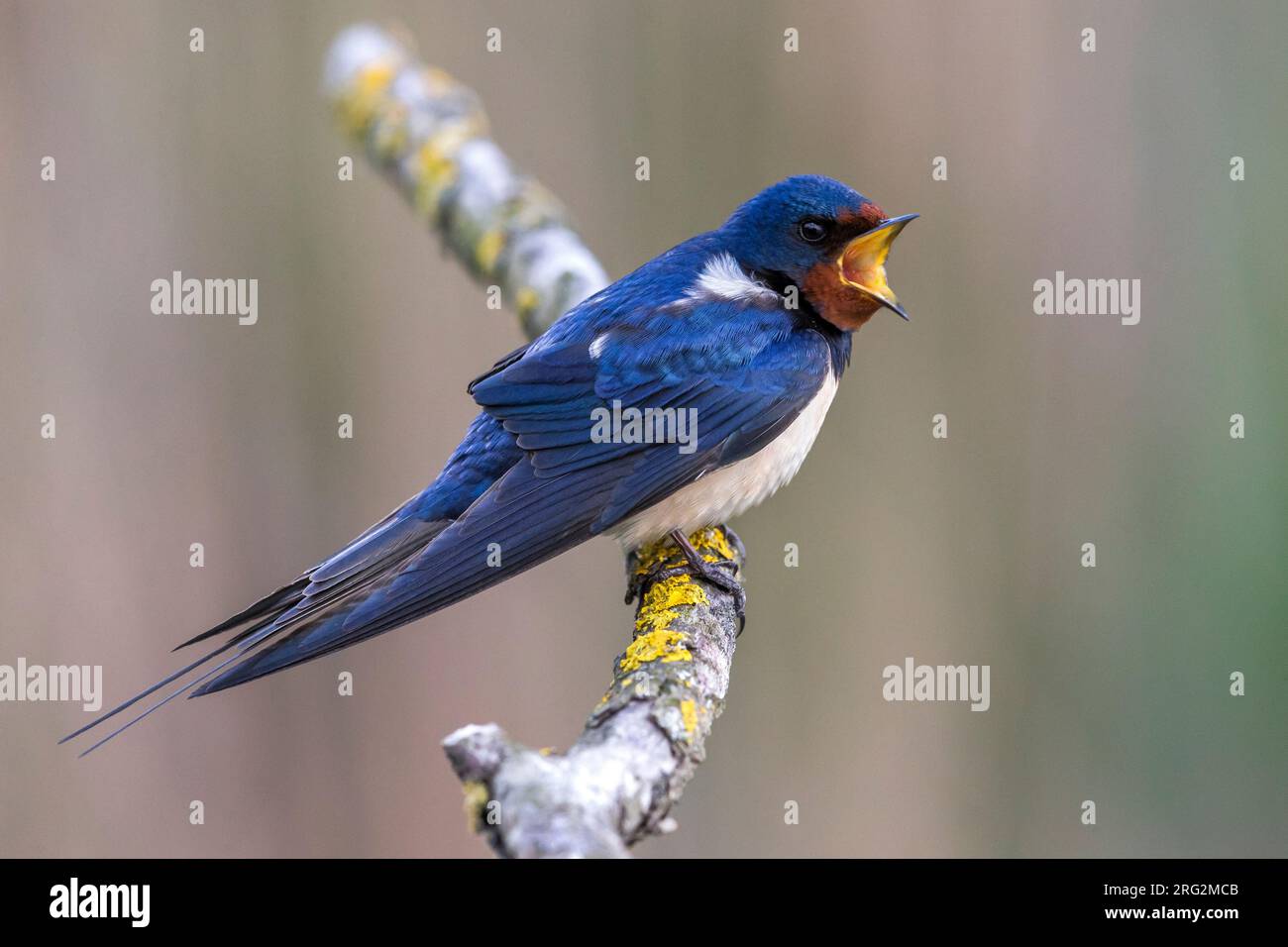 Volwassen Boerenzwaluw; Adult Barn Swallow Stock Photo - Alamy