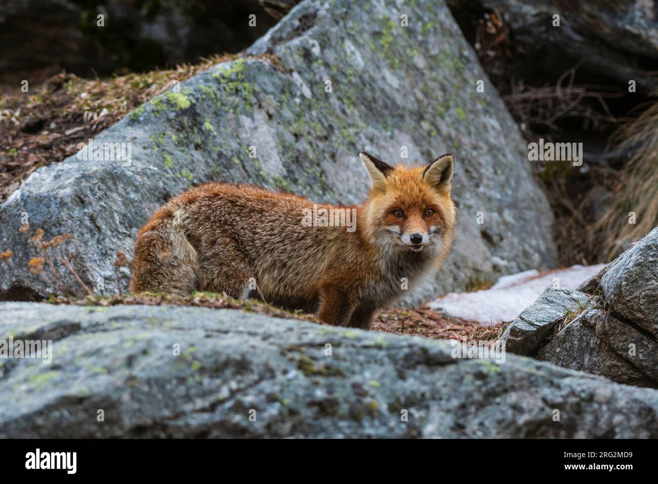 A red fox, Vulpes vulpes, standing on a rock. Aosta, Val Savarenche, Gran Paradiso National Park ...