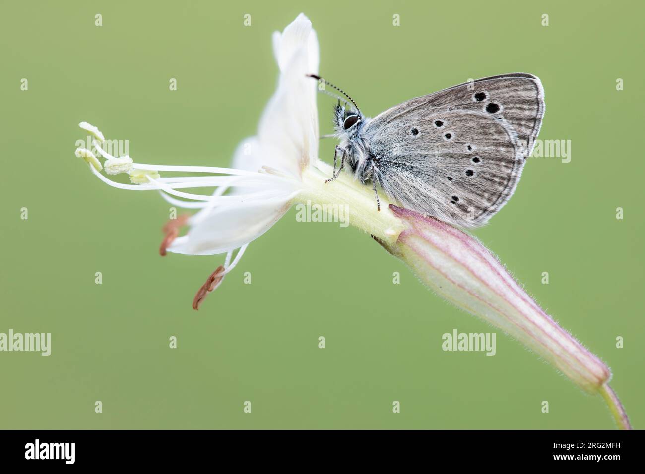 Black-eyed Blue, Glaucopsyche melanops Stock Photo - Alamy