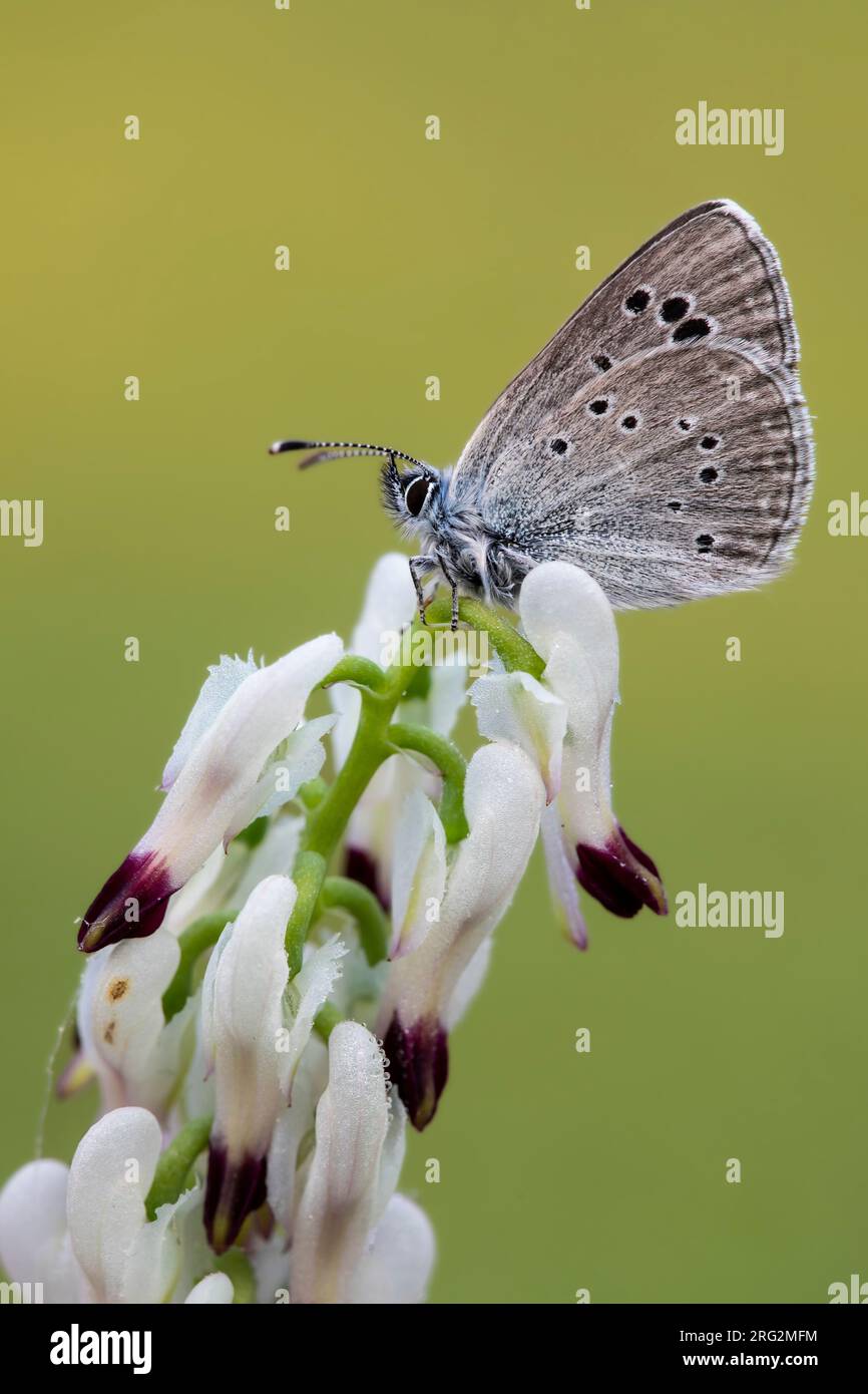 Black-eyed Blue, Glaucopsyche melanops Stock Photo - Alamy
