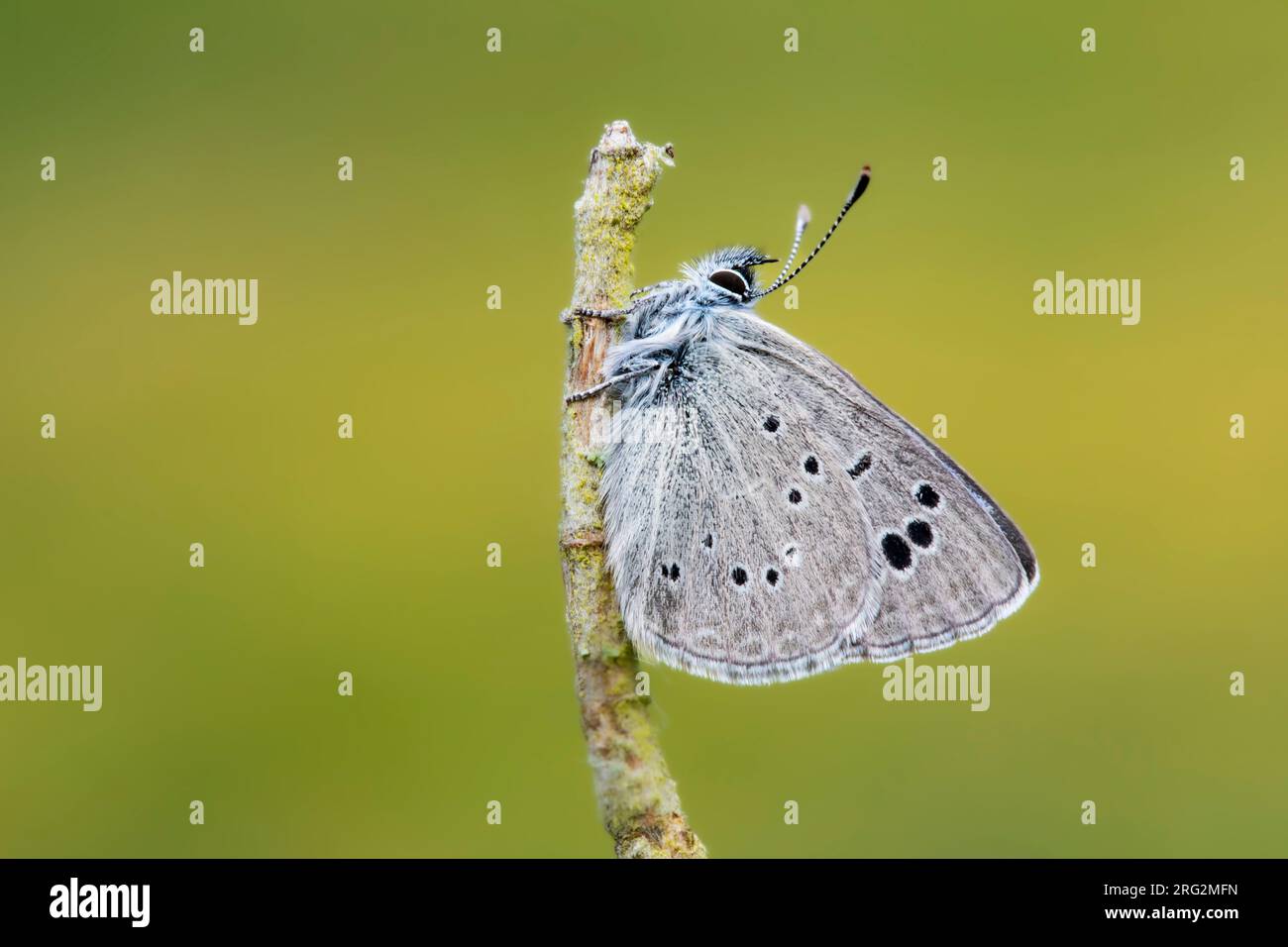 Black-eyed Blue, Glaucopsyche melanops Stock Photo - Alamy
