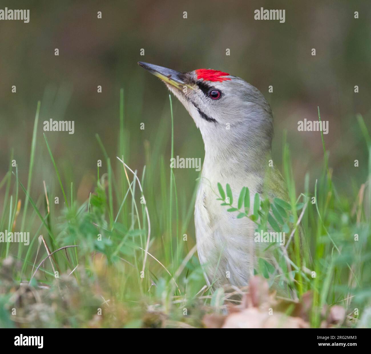 Grey-headed Woodpecker - Grauspecht - Picus canus ssp. canus, Poland ...