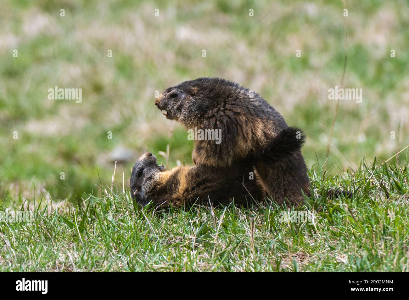 Two alpine marmots, Marmota marmota, fighting. Aosta, Val Savarenche ...
