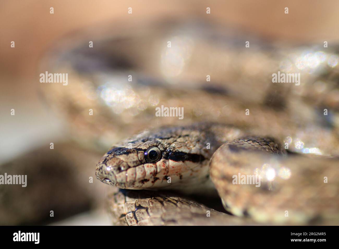 Southern Smooth Snake (Coronella girondica) taken the 09/05/2022 at ...