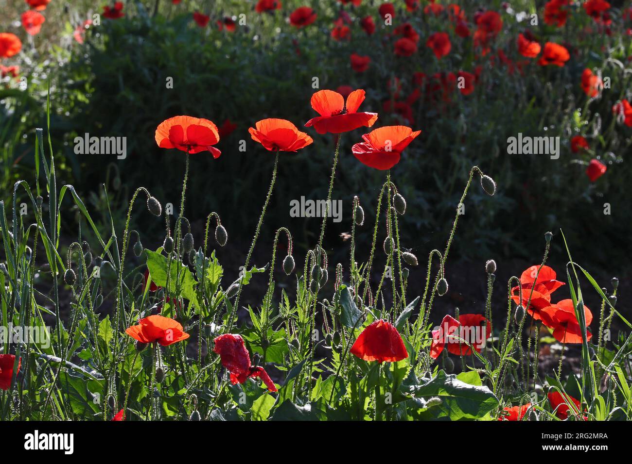 November 1918 armistice italy hi-res stock photography and images - Alamy