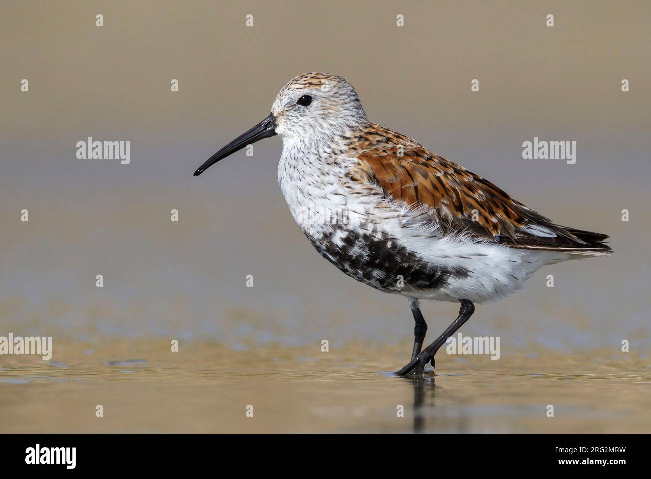 Adult breeding American Dunlin, Calidris alpina pacifica/hudsonia ...