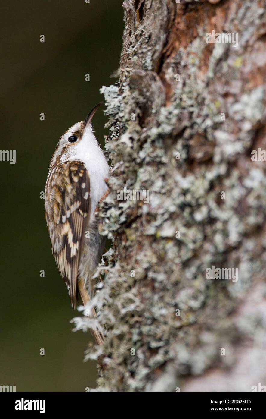 Eurasian Treecreeper - Waldbaumläufer - Certhia familiaris ssp ...