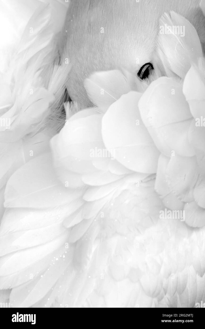 European avian fauna Black and White Stock Photos & Images - Alamy