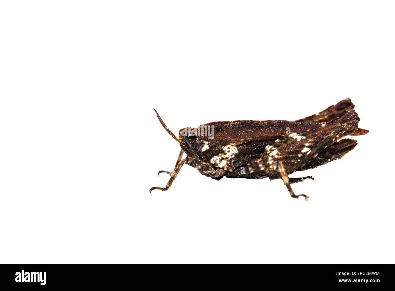 Common Ground-hopper, Gewoon doorntje, Tetrix undulata Stock Photo - Alamy