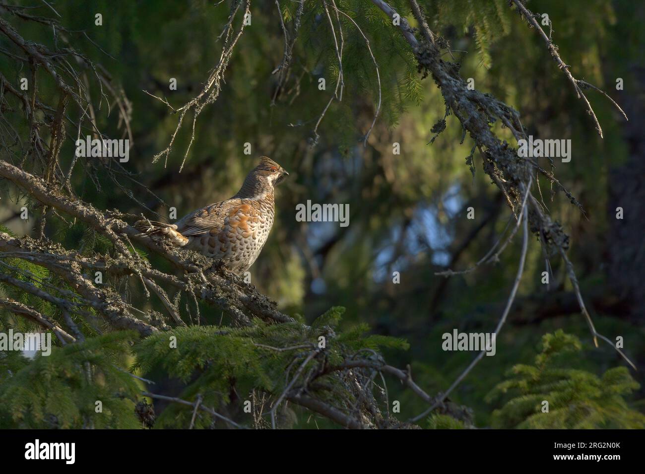 Hazel Grouse (Tetrastes bonasia), side view of a male on spruce branch ...