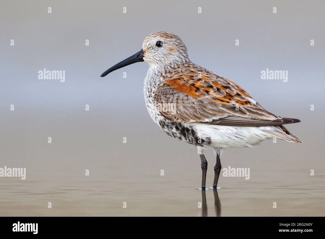 Adult American Dunlin, Calidris alpina pacifica/hudsonia. Moulting into ...