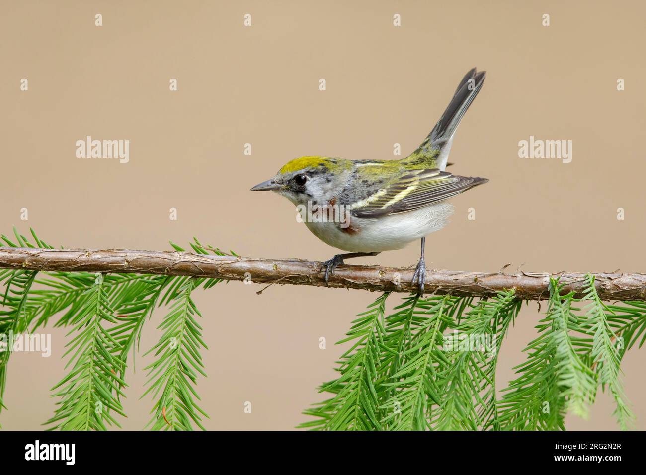Adult female Chestnut-sided Warbler (Setophaga pensylvanica) during ...