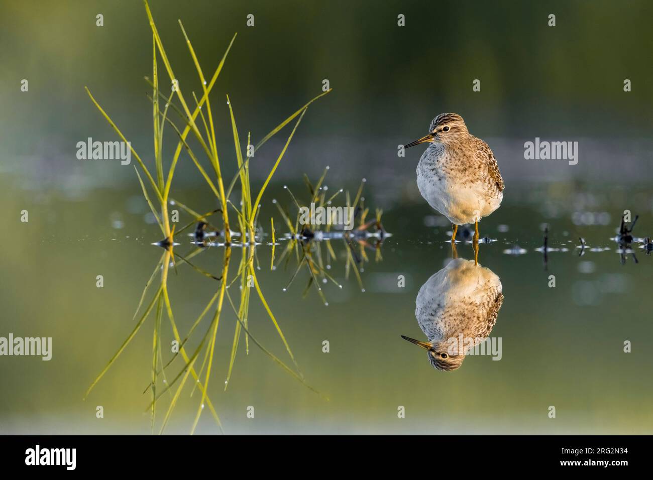 Spring migrant Wood Sandpiper (Tringa glareola) in Italy. Resting in ...