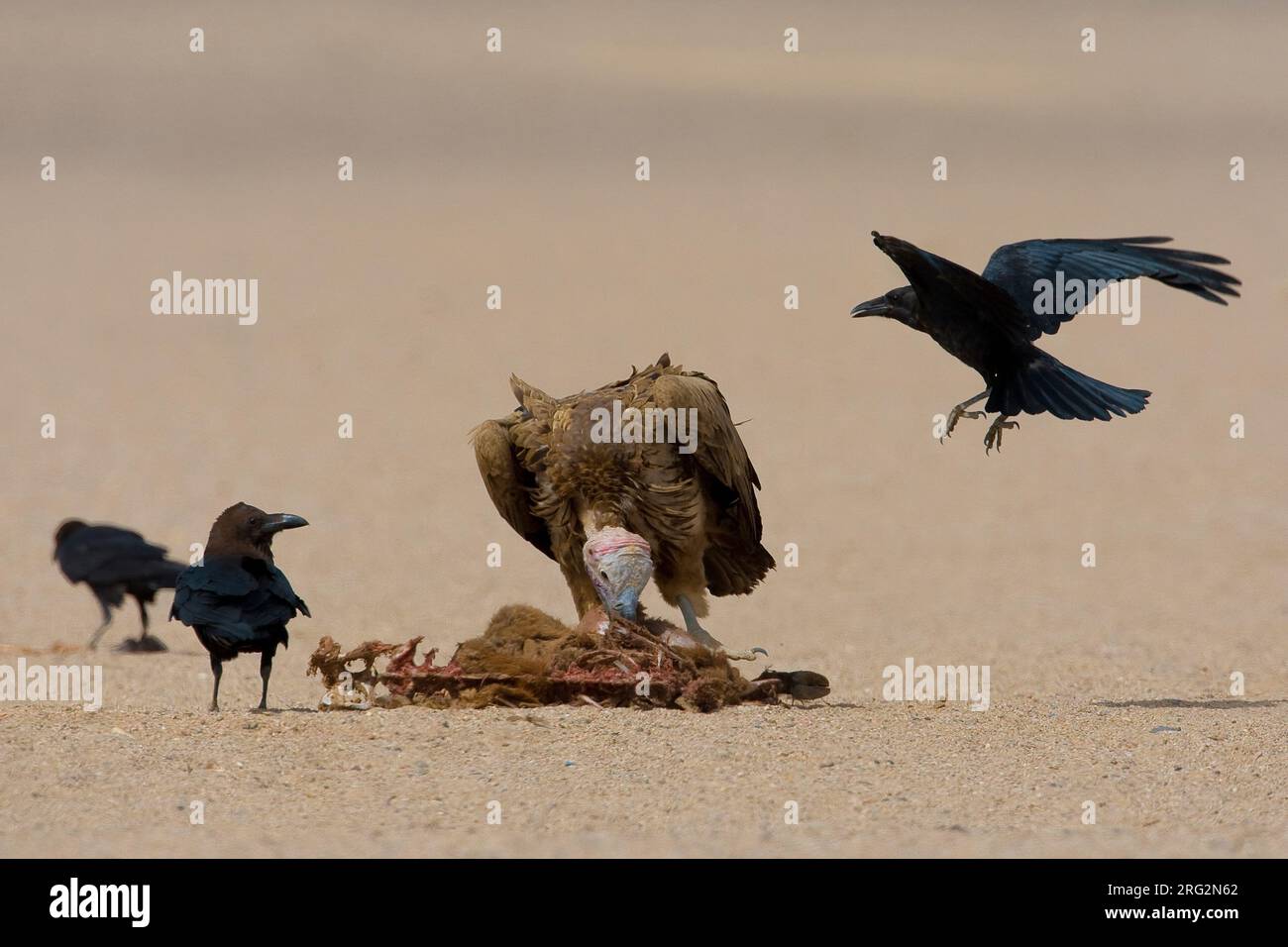 Animal corpse and feeding hi-res stock photography and images - Alamy