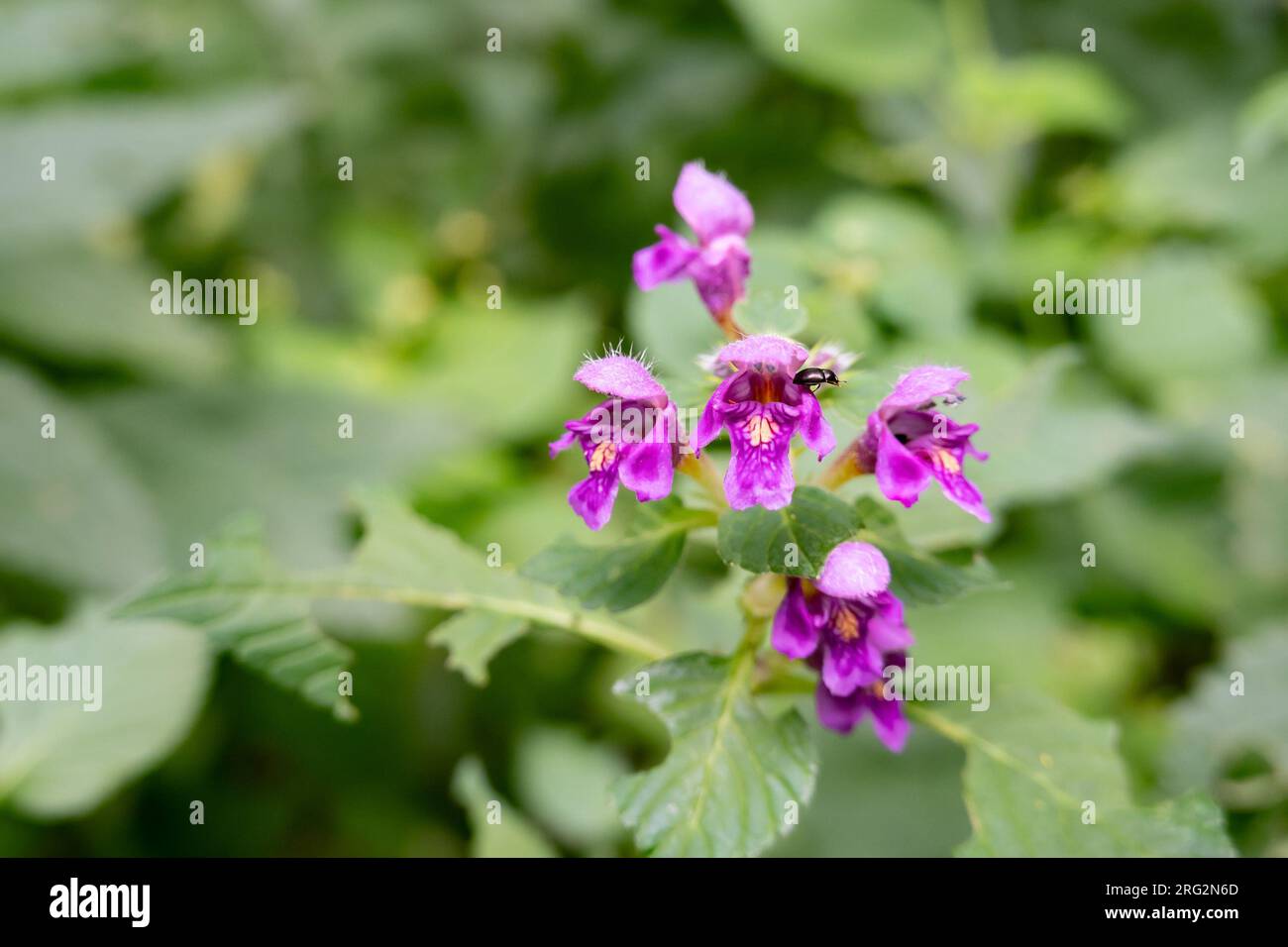 Downy hempnettle (Galeopsis pubescens Besser) purple plant with a small ...