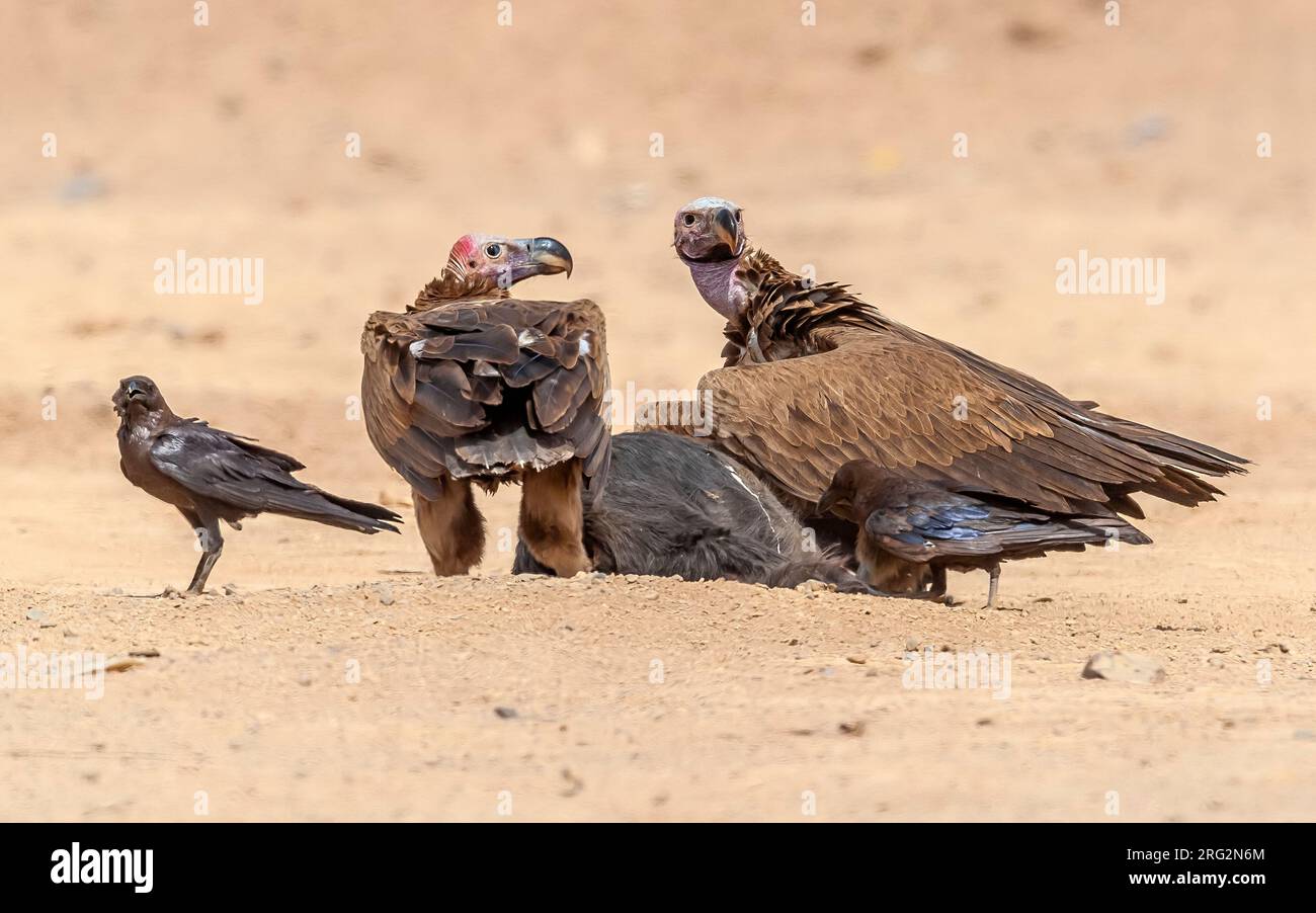 Adult Southern Lappet-faced Vulture (Torgos tracheliotos nubicus ...