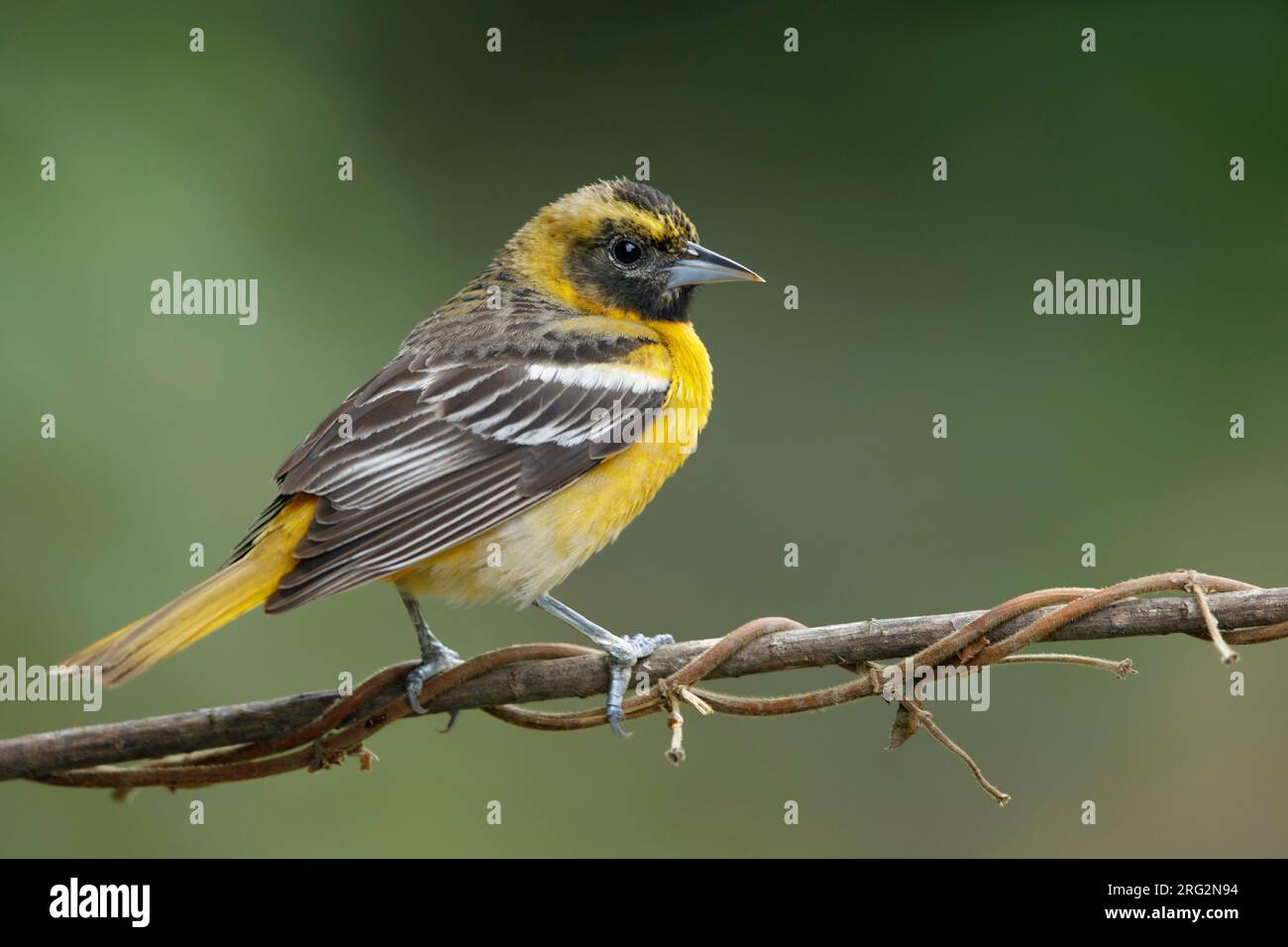 Immature Oriole
