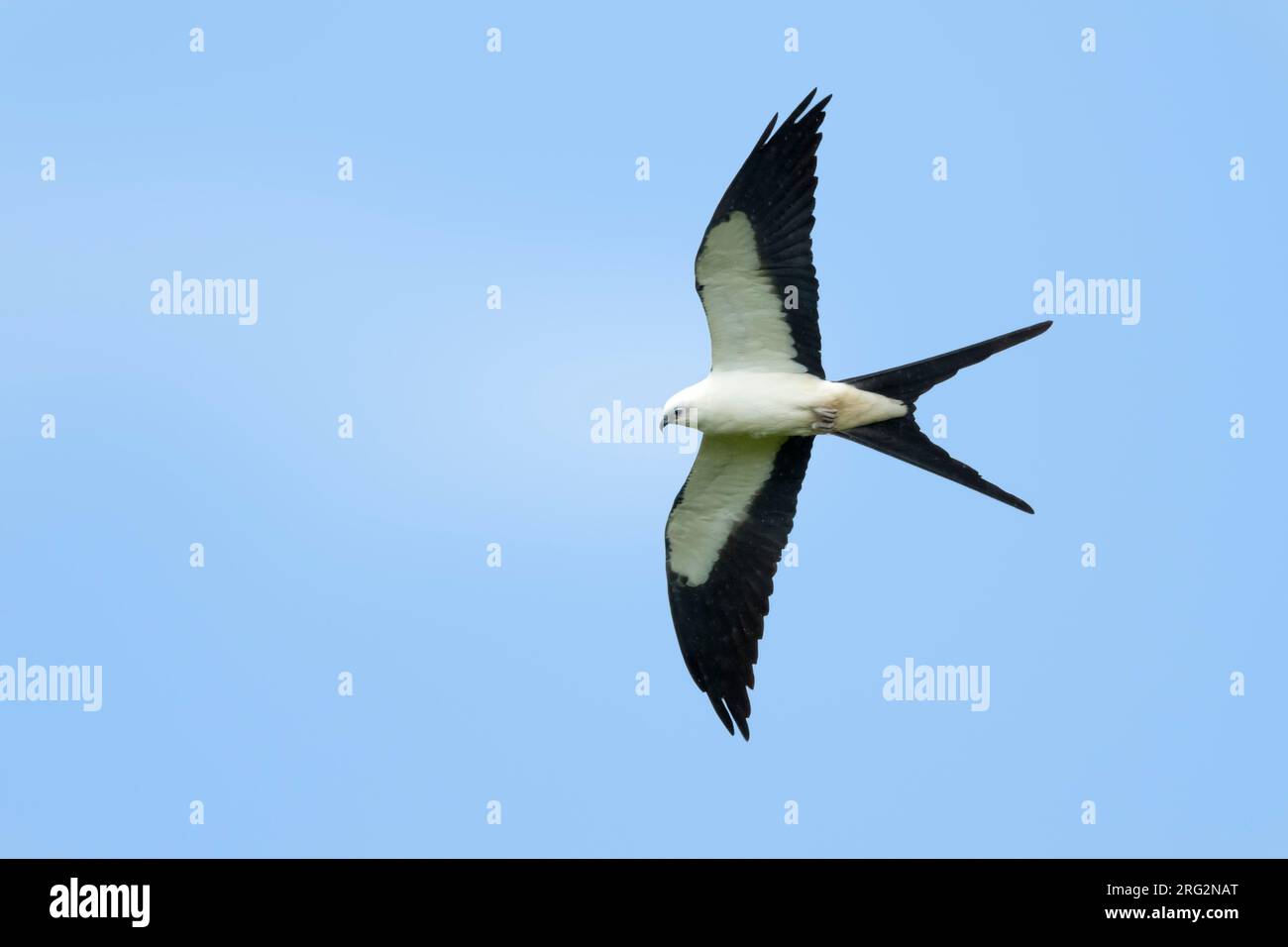 Adult Swallow-tailed Kite (Elanoides forficatus) in flight overhead at ...