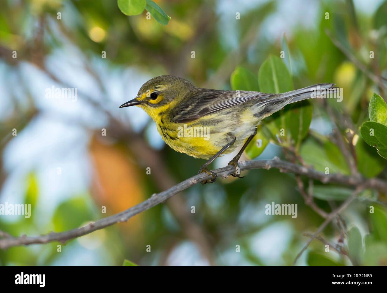 Adult male Prairie Warbler (Setophaga discolor) at Miami-Dade Co ...