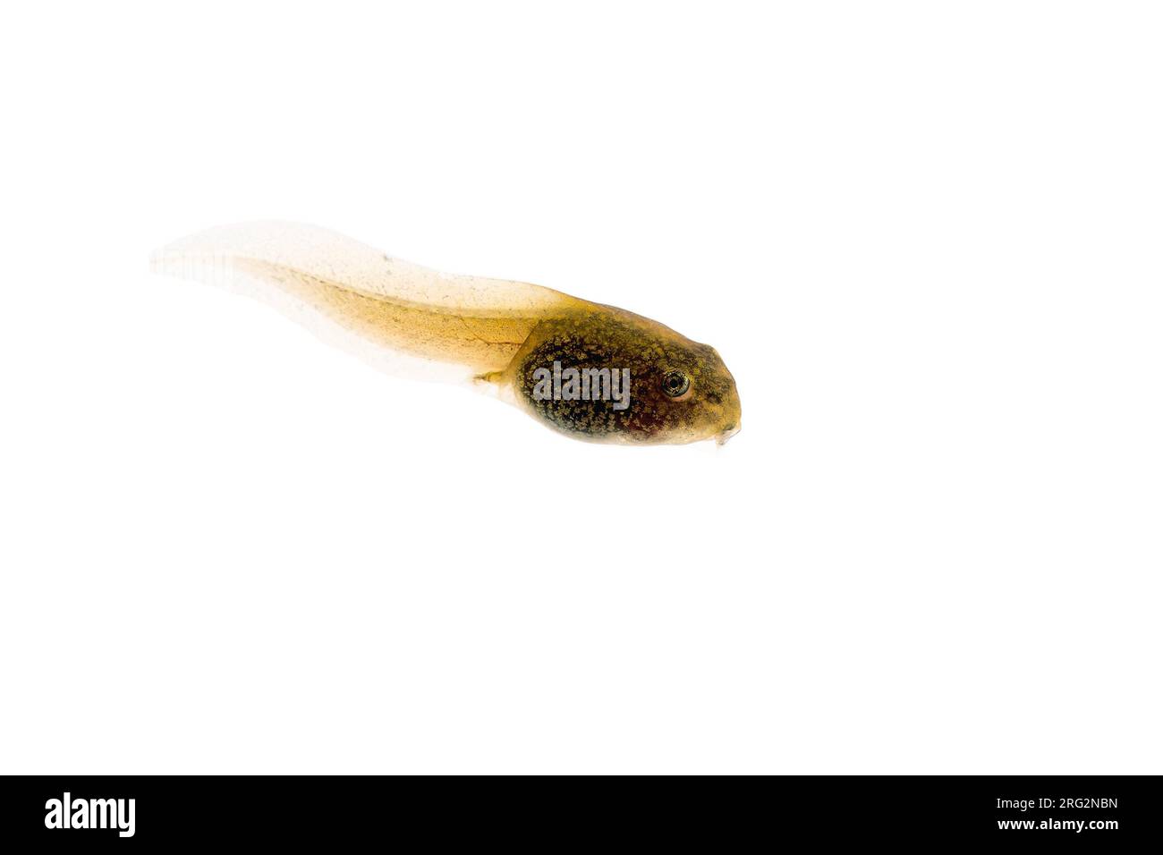 Water Frog, Pelophylax spec Stock Photo - Alamy