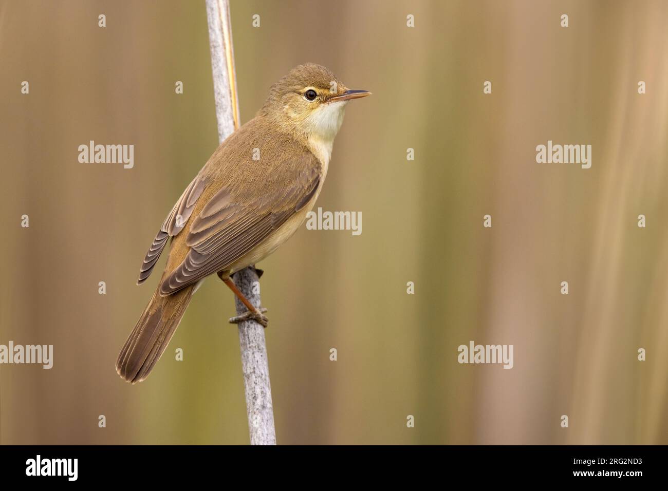 Common Reed Warbler, Acrocephalus scirpaceus, in Italy Stock Photo - Alamy