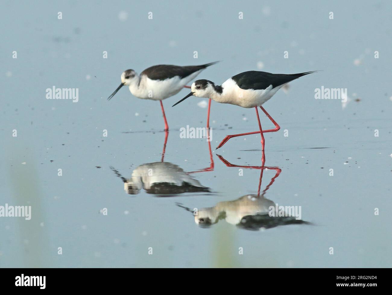 Male and female Black-winged Stilt looking for food in shallow water ...