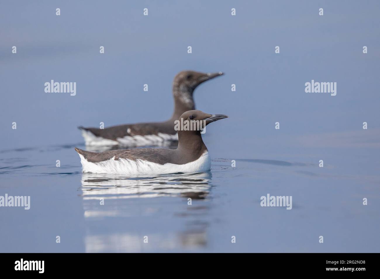 Two Common Murres (Uria aalge) interacting, sitting on the water, with ...