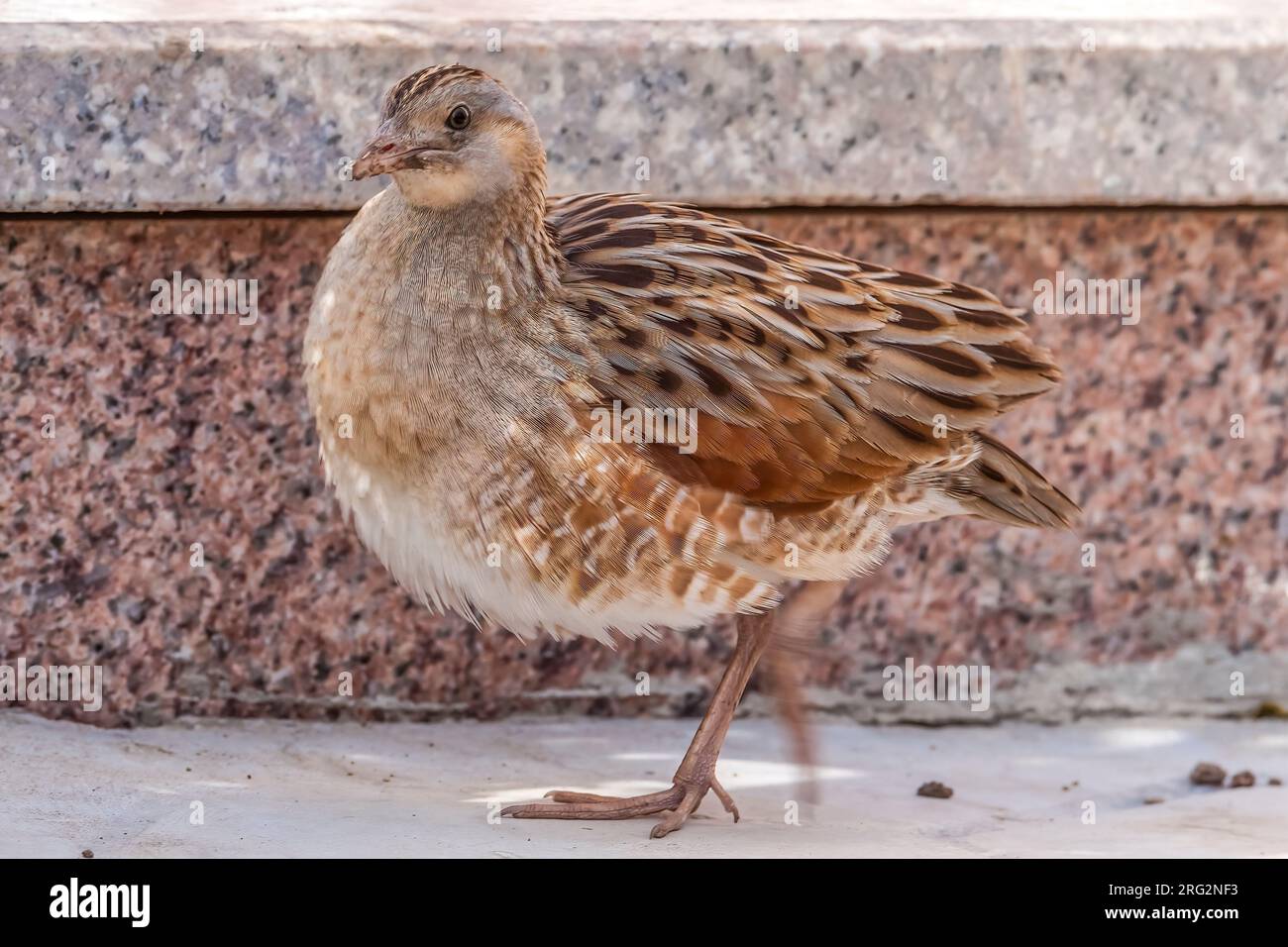 Corncrake (Crex crex) walking in Shams Alam Resort, Marsa Alam, Red Sea ...