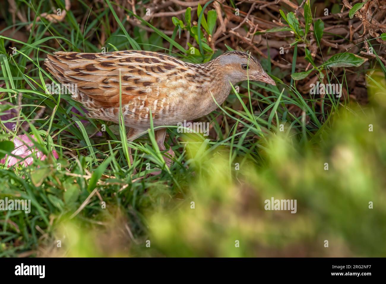 Corncrake (Crex crex) walking in Shams Alam Resort, Marsa Alam, Red Sea ...