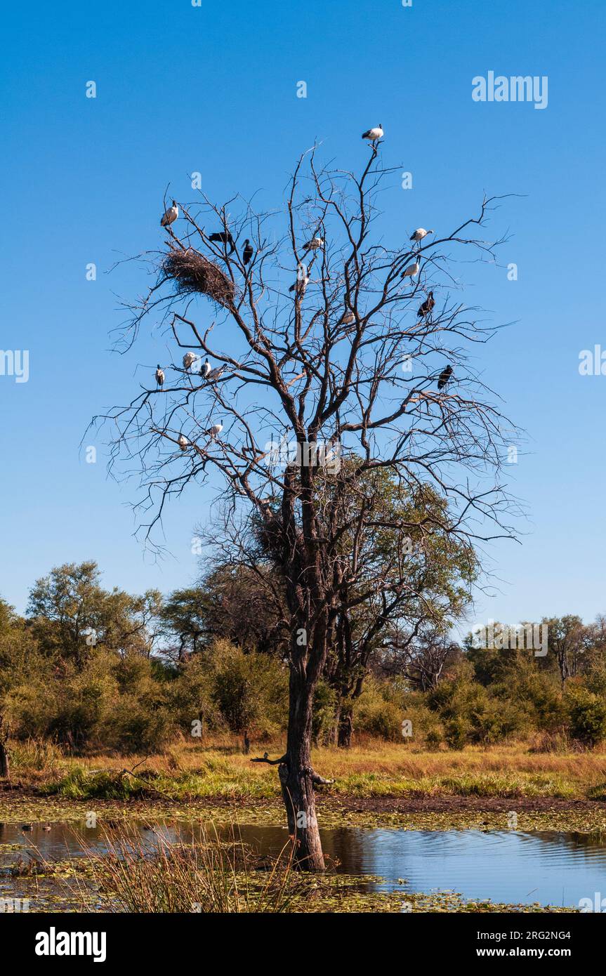 African sacred ibises, Threskiornis aethiopicus, and African openbill ...