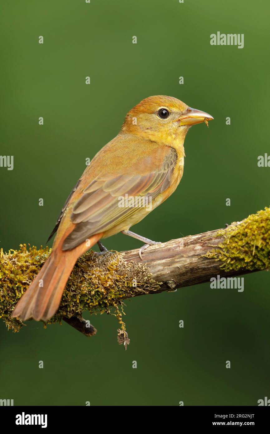 Female summer tanager hi-res stock photography and images - Alamy