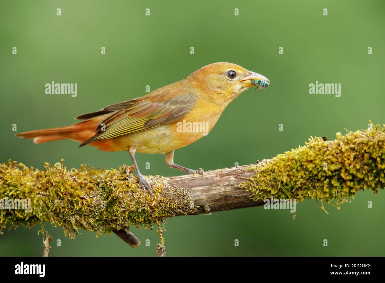 Female summer tanager hi-res stock photography and images - Alamy