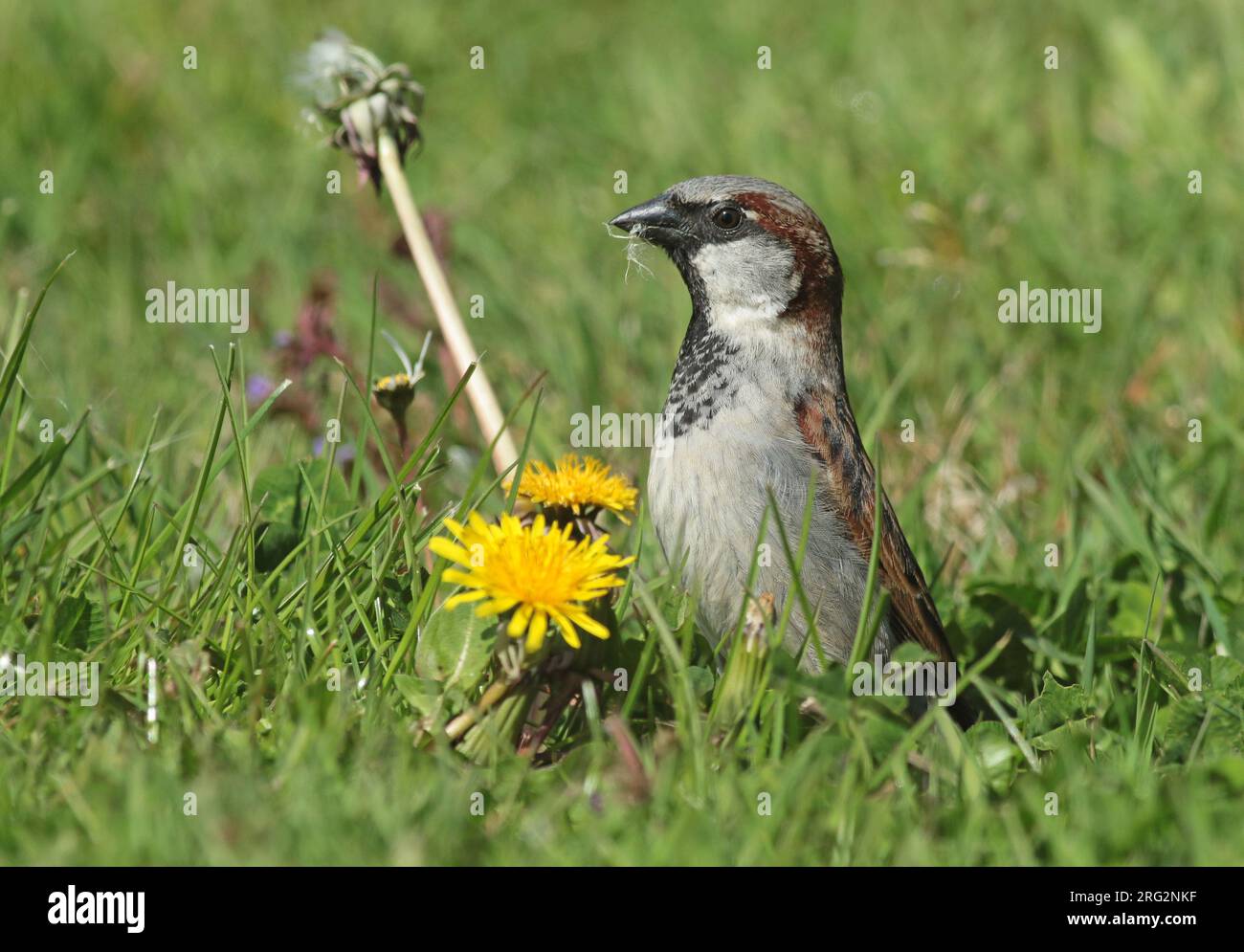 Do Birds Eat Dandelions