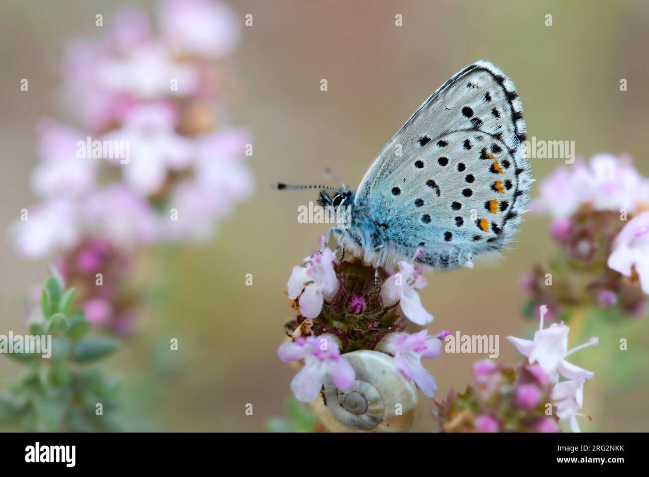 Bato hi-res stock photography and images - Alamy