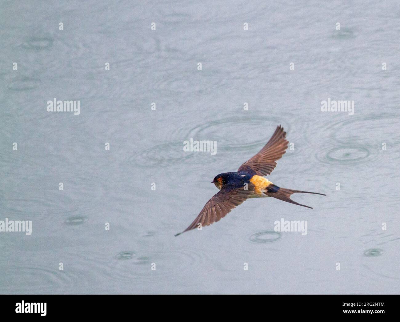 Eastern Red-rumped Swallow (Cecropis daurica japonica) in Japan Stock ...