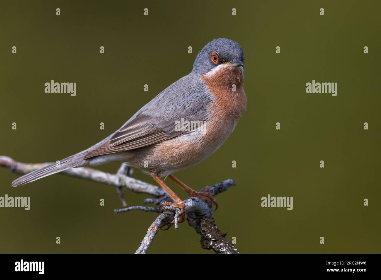 Oostelijke Baardgrasmus; Eastern Subalpine Warbler Stock Photo - Alamy