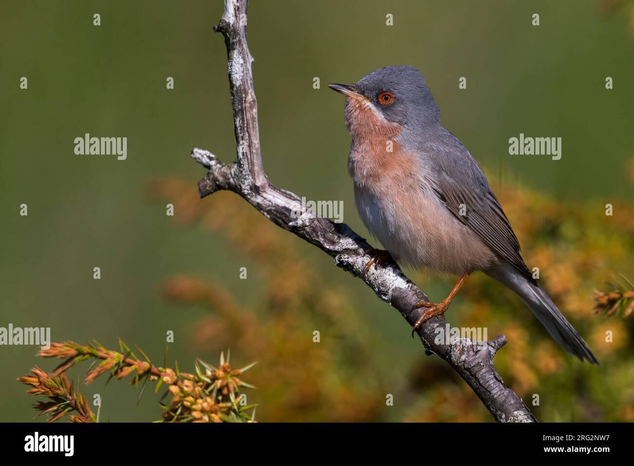 Oostelijke Baardgrasmus; Eastern Subalpine Warbler Stock Photo - Alamy
